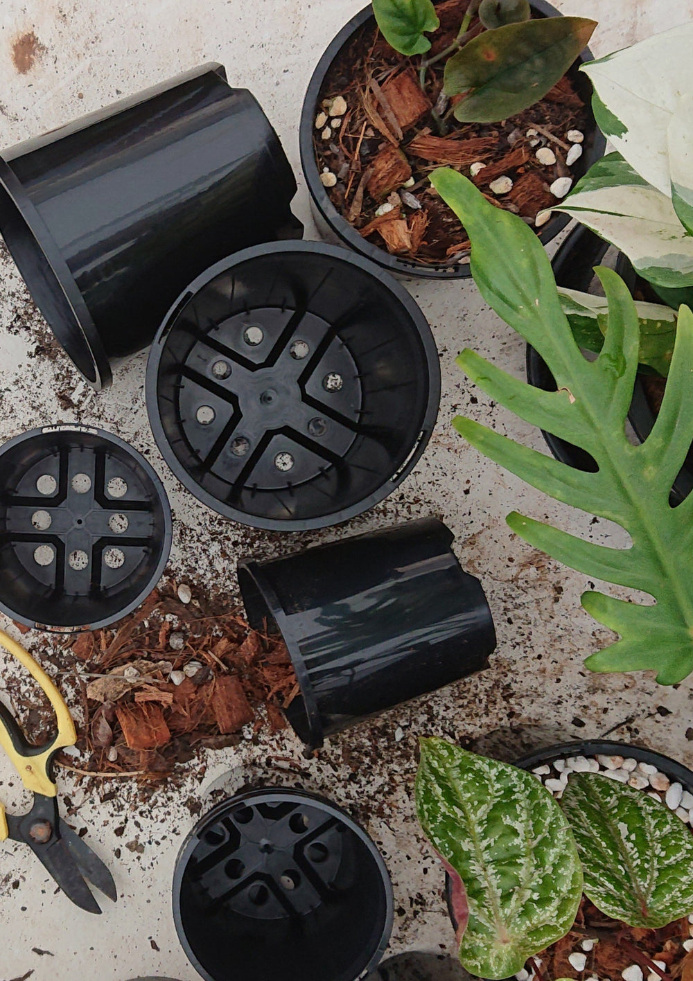 ACCESSORIES – Death by Plants